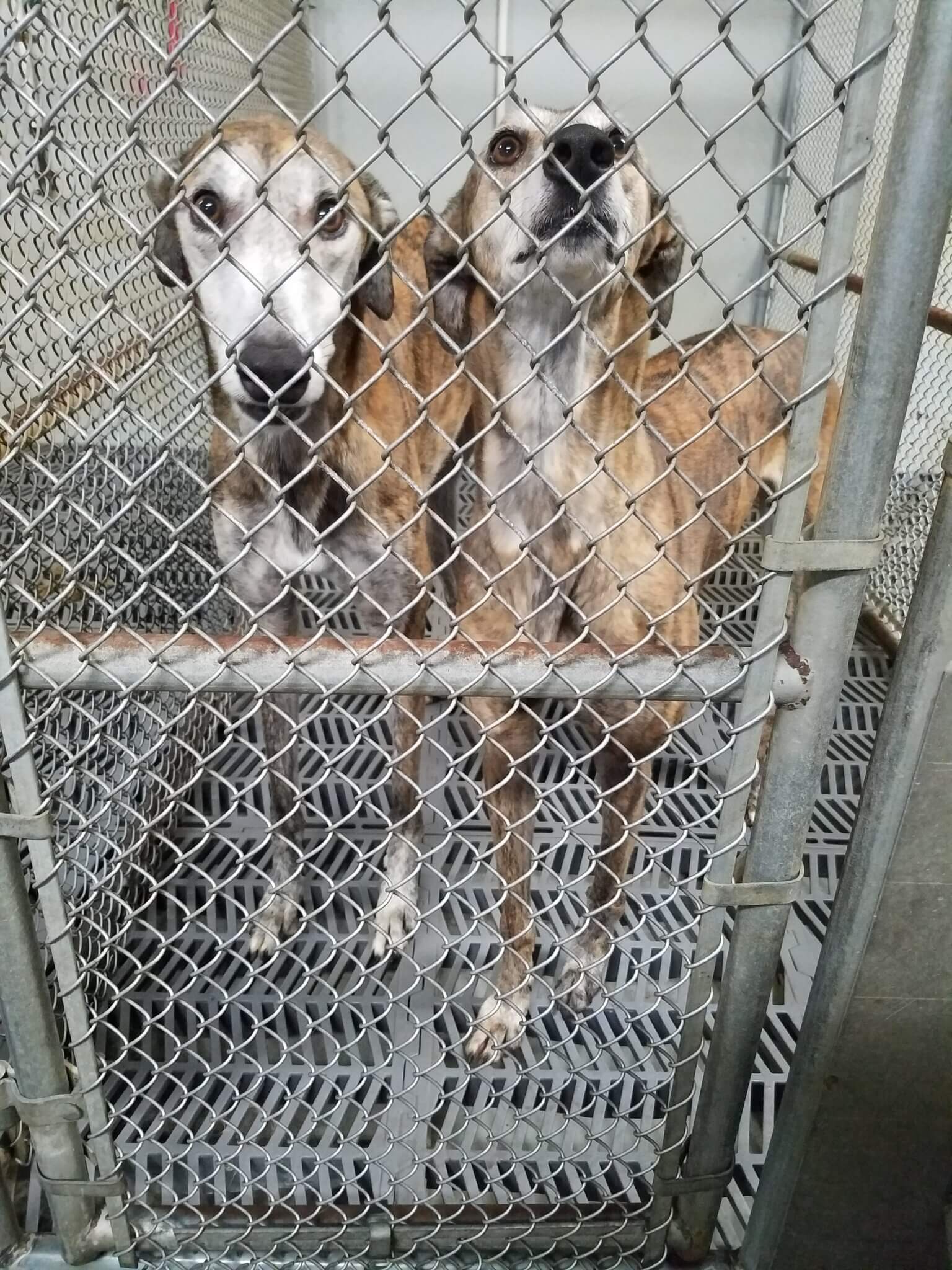 These Animals Were Bred to Be Blood Bags | PETA Investigates