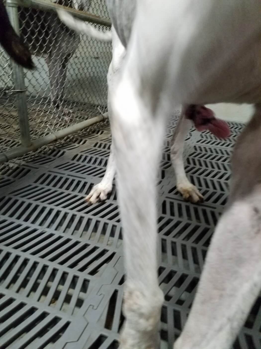 These Animals Were Bred to Be Blood Bags | PETA Investigates