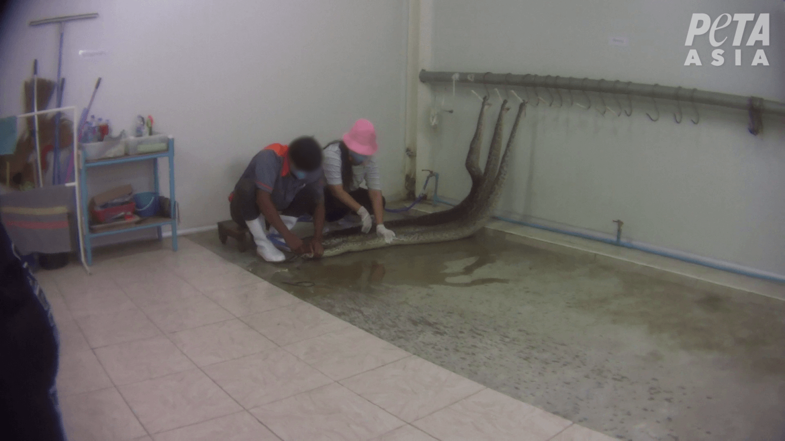 Pythons, Crocodiles Skinned for Fashion | PETA