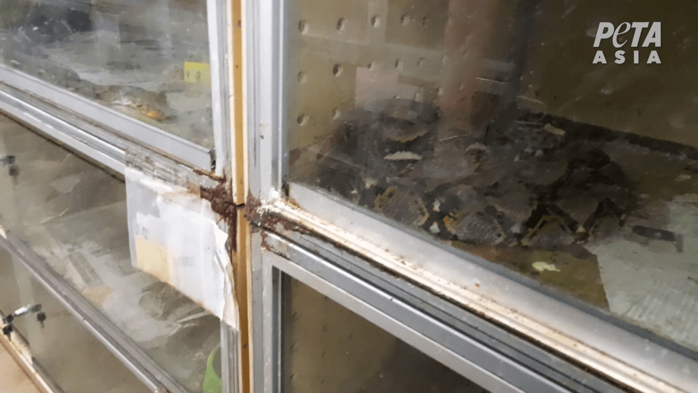 Pythons, Crocodiles Skinned for Fashion | PETA