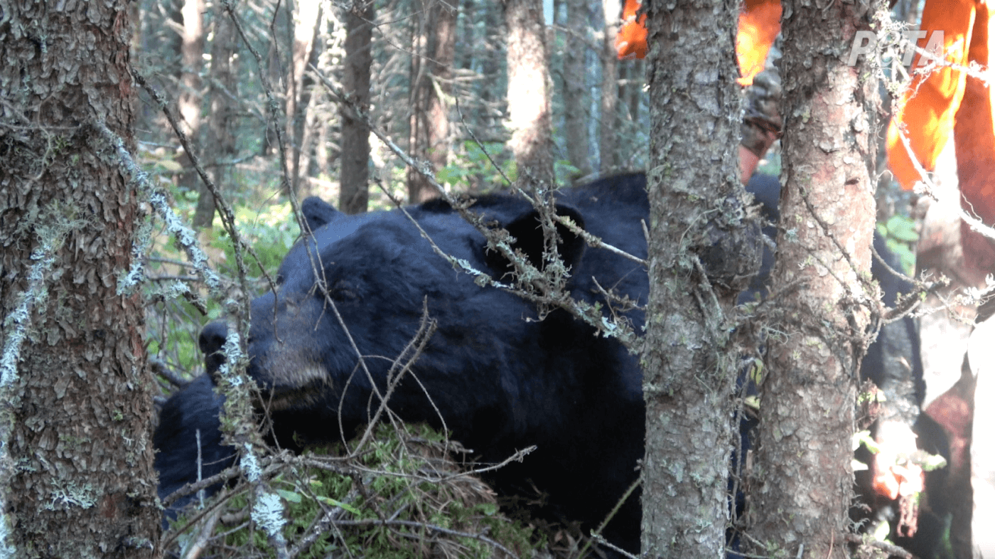 Bears Killed for Fur | PETA