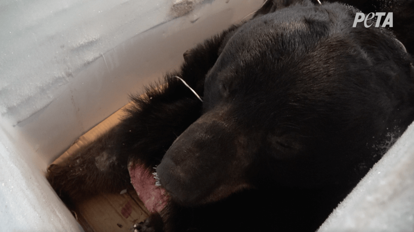 Bears Killed for Fur | PETA