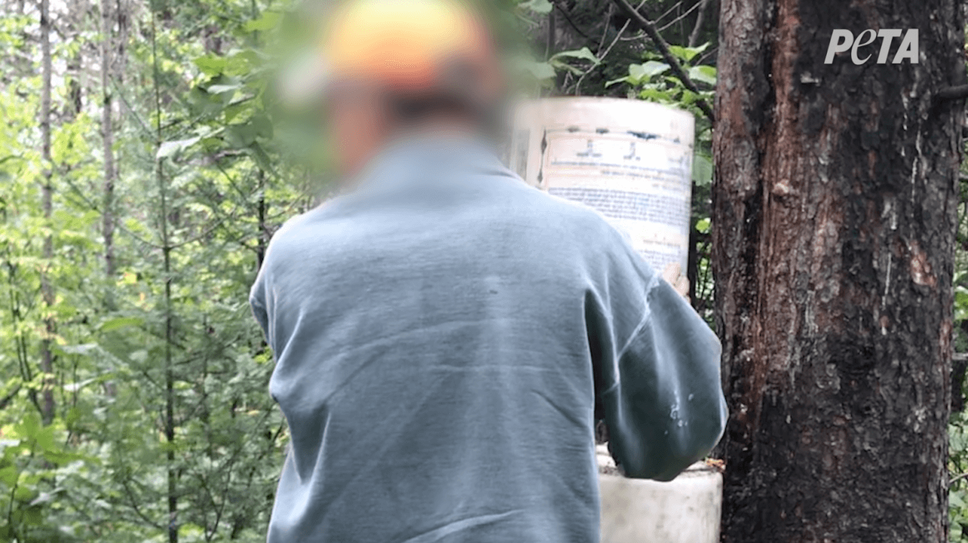 Bears Killed for Fur | PETA