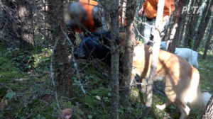 Bears Killed for Fur | PETA