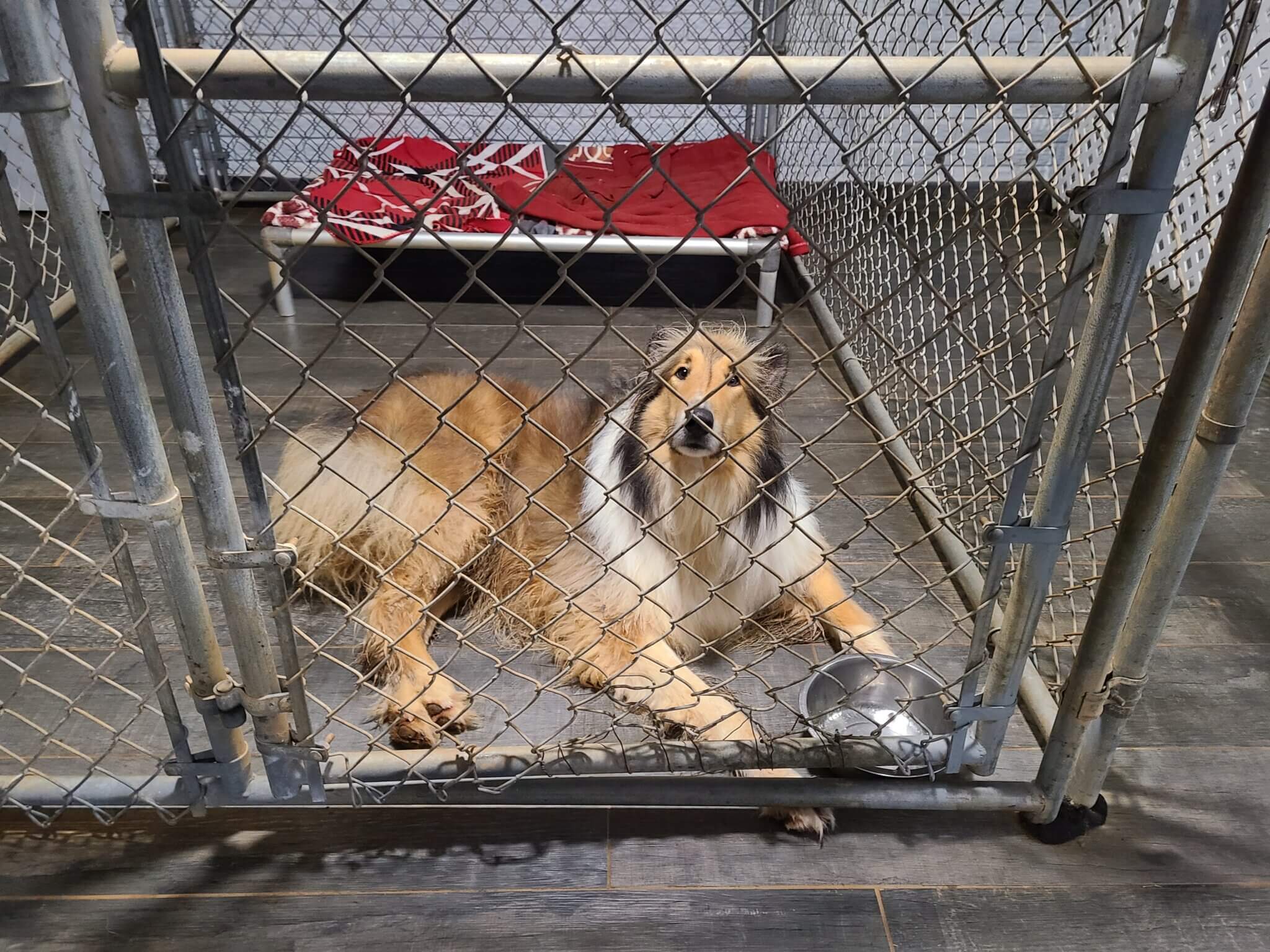 Behind-the-Scenes: Atlanta Film Animals Suffering | PETA