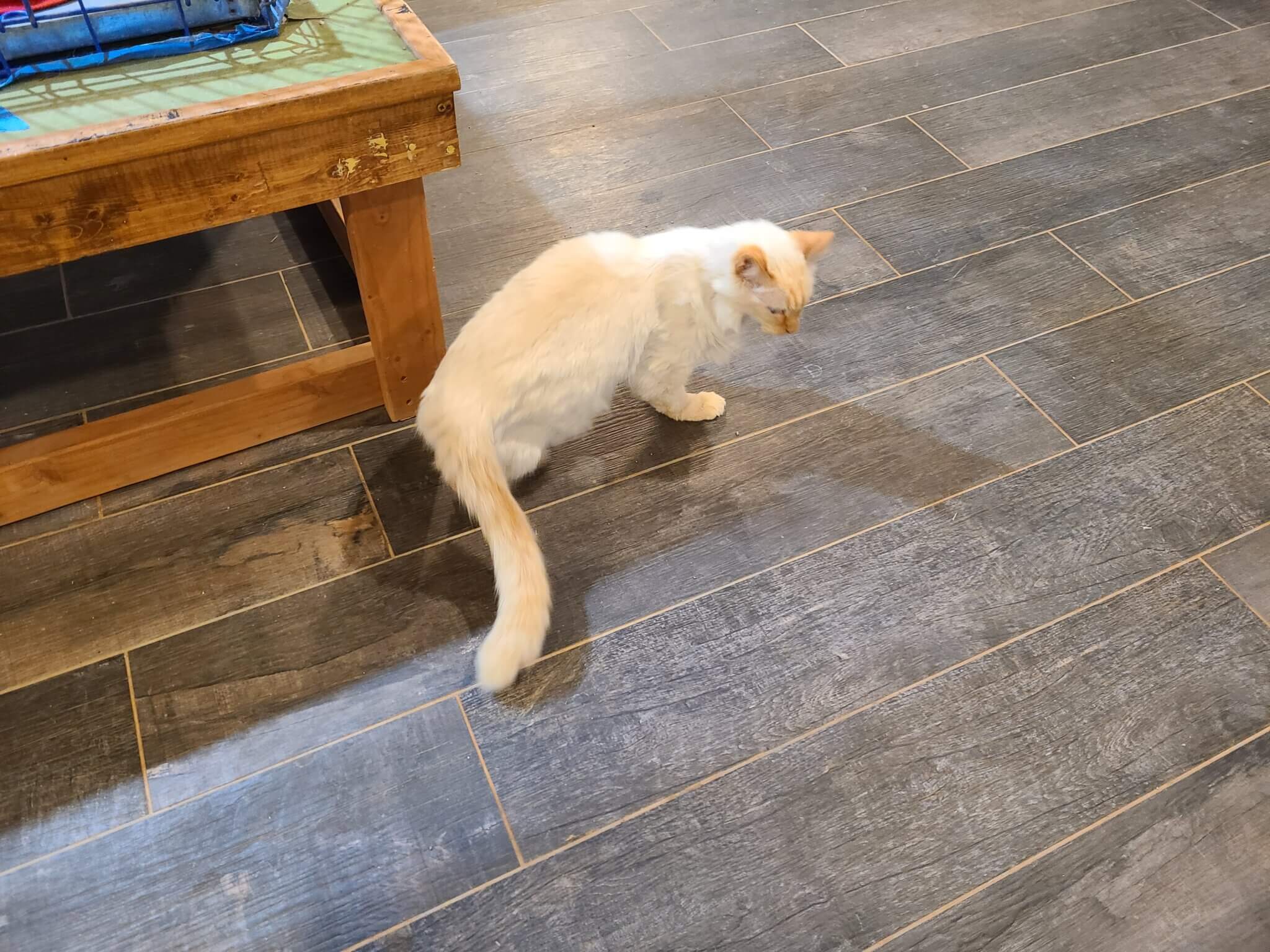 Behind-the-Scenes: Atlanta Film Animals Suffering | PETA