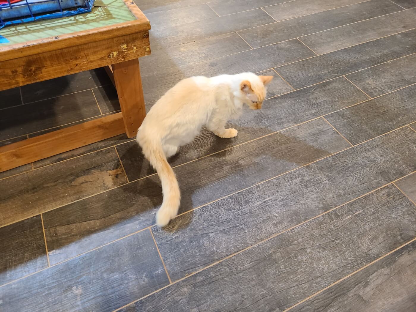 Behind-the-Scenes: Atlanta Film Animals Suffering | PETA