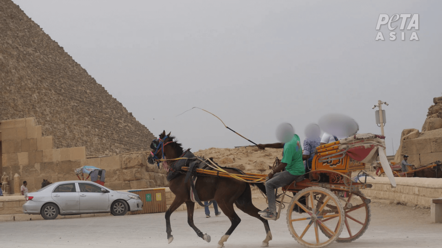Electric Buses Launch at Egypt’s Tourist Sites | PETA
