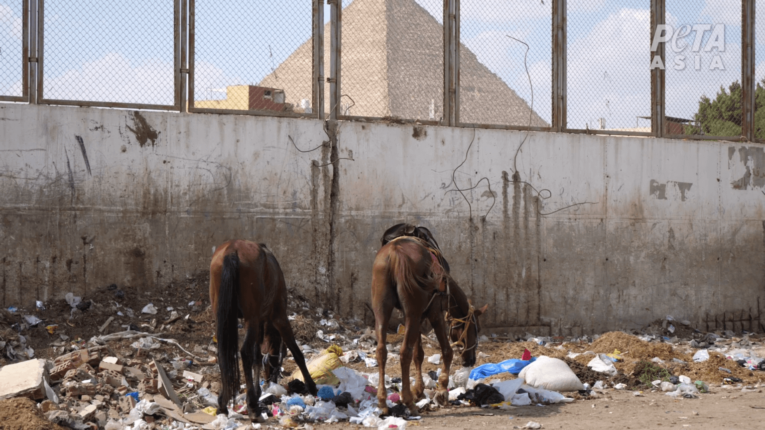 Electric Buses Launch at Egypt’s Tourist Sites | PETA