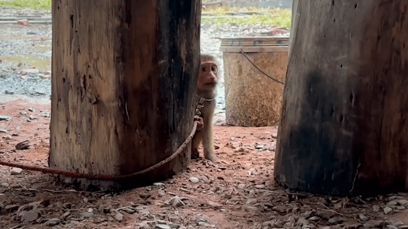 Exposed: Thai Coconut ‘Schools’ Abuse Baby Monkeys | PETA