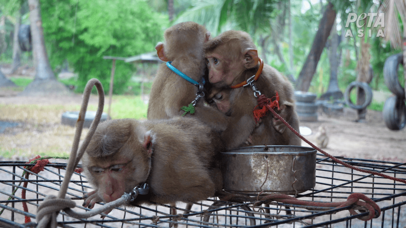 Exposed: Thai Coconut ‘Schools’ Abuse Baby Monkeys | PETA
