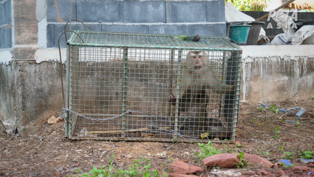 Exposed: Thai Coconut ‘Schools’ Abuse Baby Monkeys | PETA