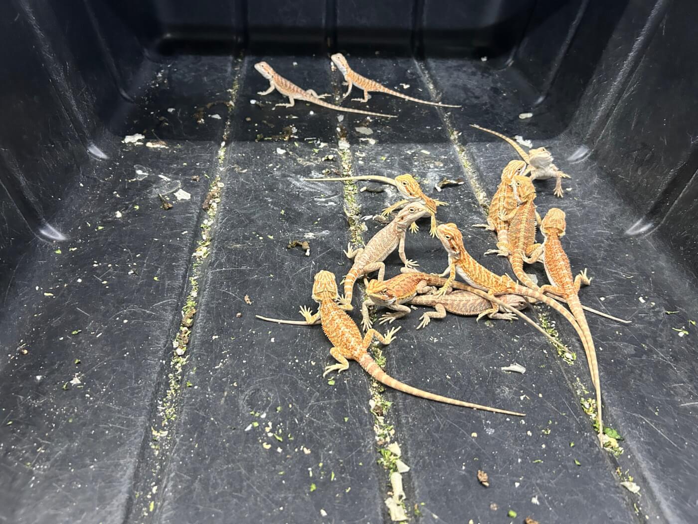 Where Does PetSmart Get Some Bearded Dragons? | PETA