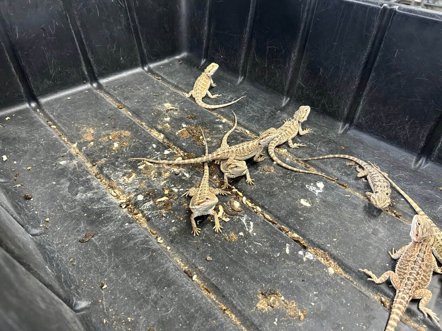 Where Does PetSmart Get Some Bearded Dragons? | PETA