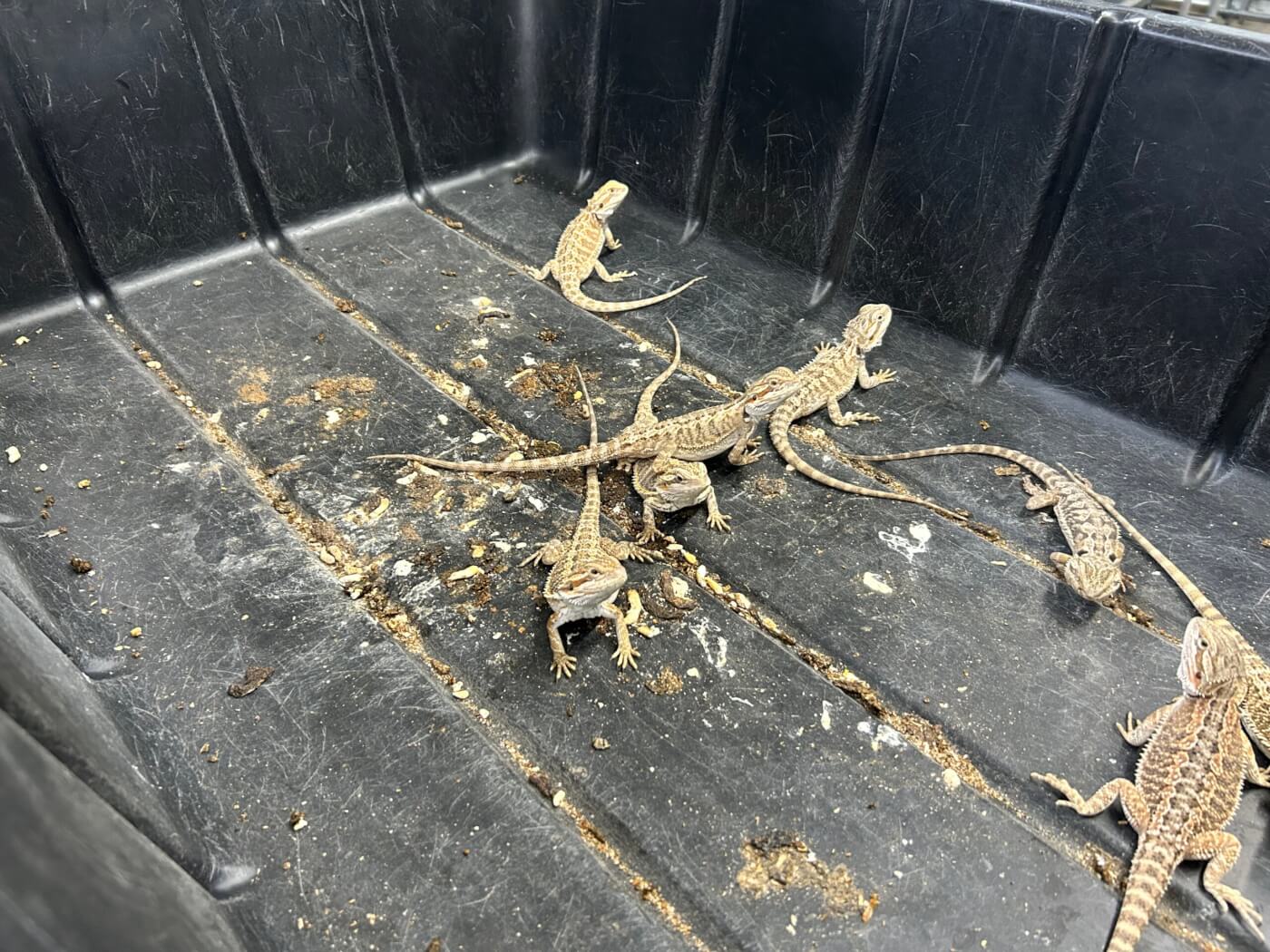 Where Does PetSmart Get Some Bearded Dragons? | PETA