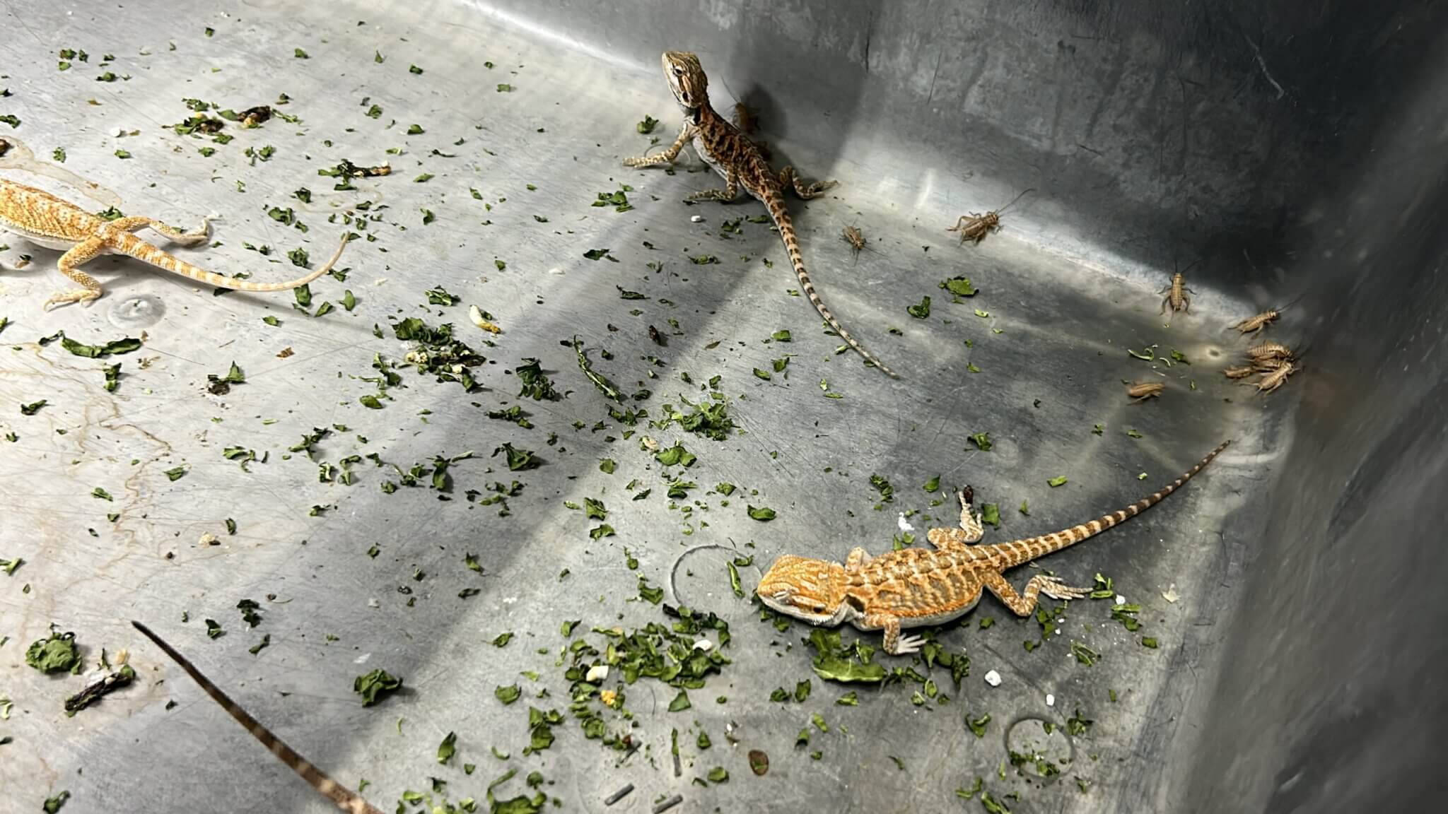 Where Does PetSmart Get Some Bearded Dragons? | PETA