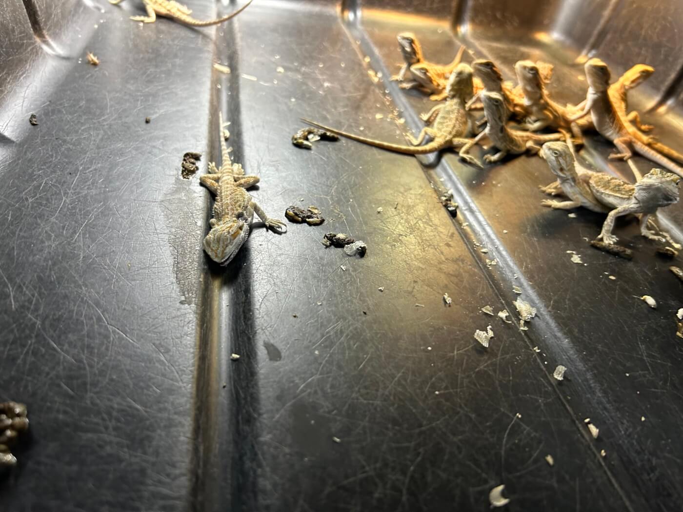 Where Does PetSmart Get Some Bearded Dragons? | PETA