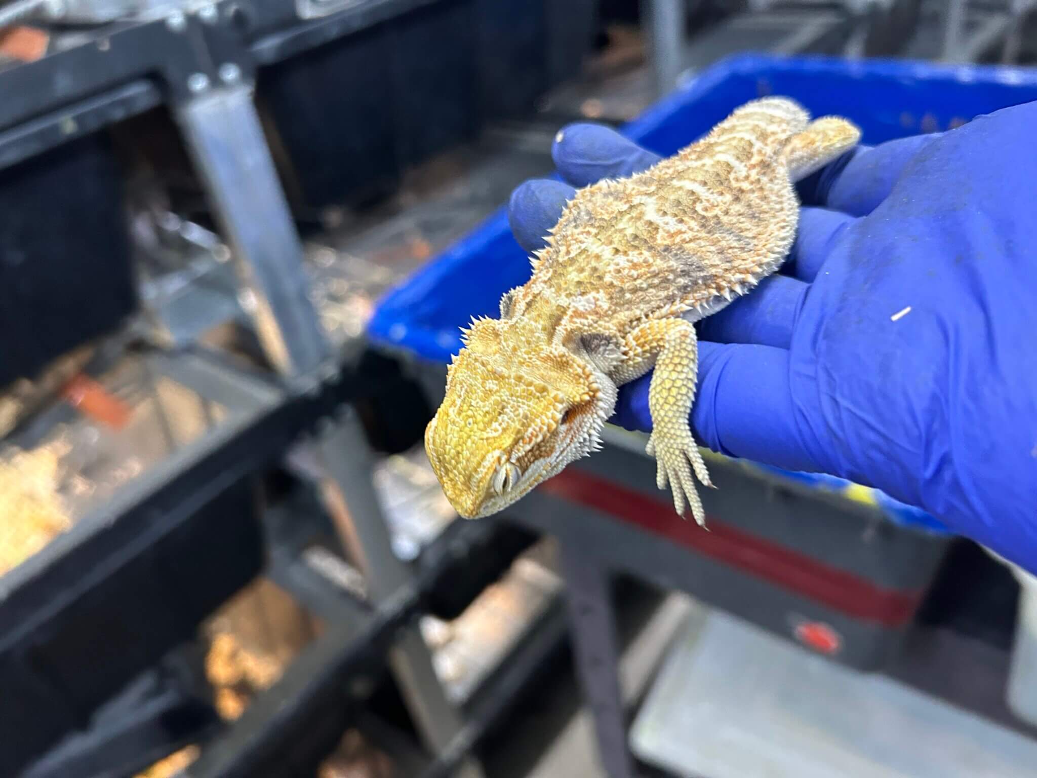 Where Does PetSmart Get Some Bearded Dragons? | PETA