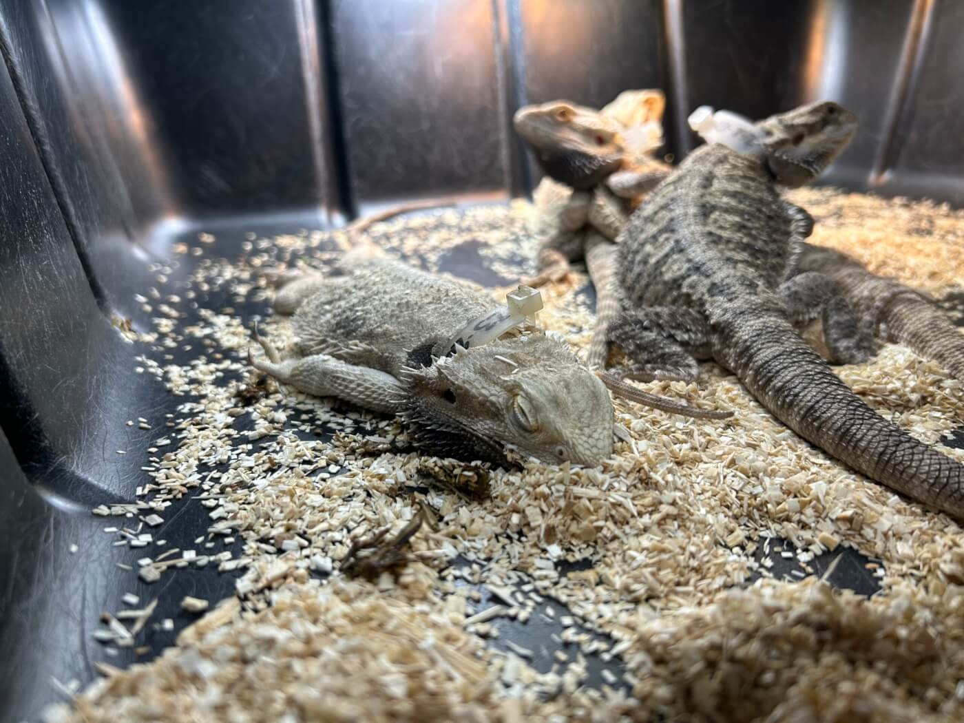 Where Does PetSmart Get Some Bearded Dragons? | PETA