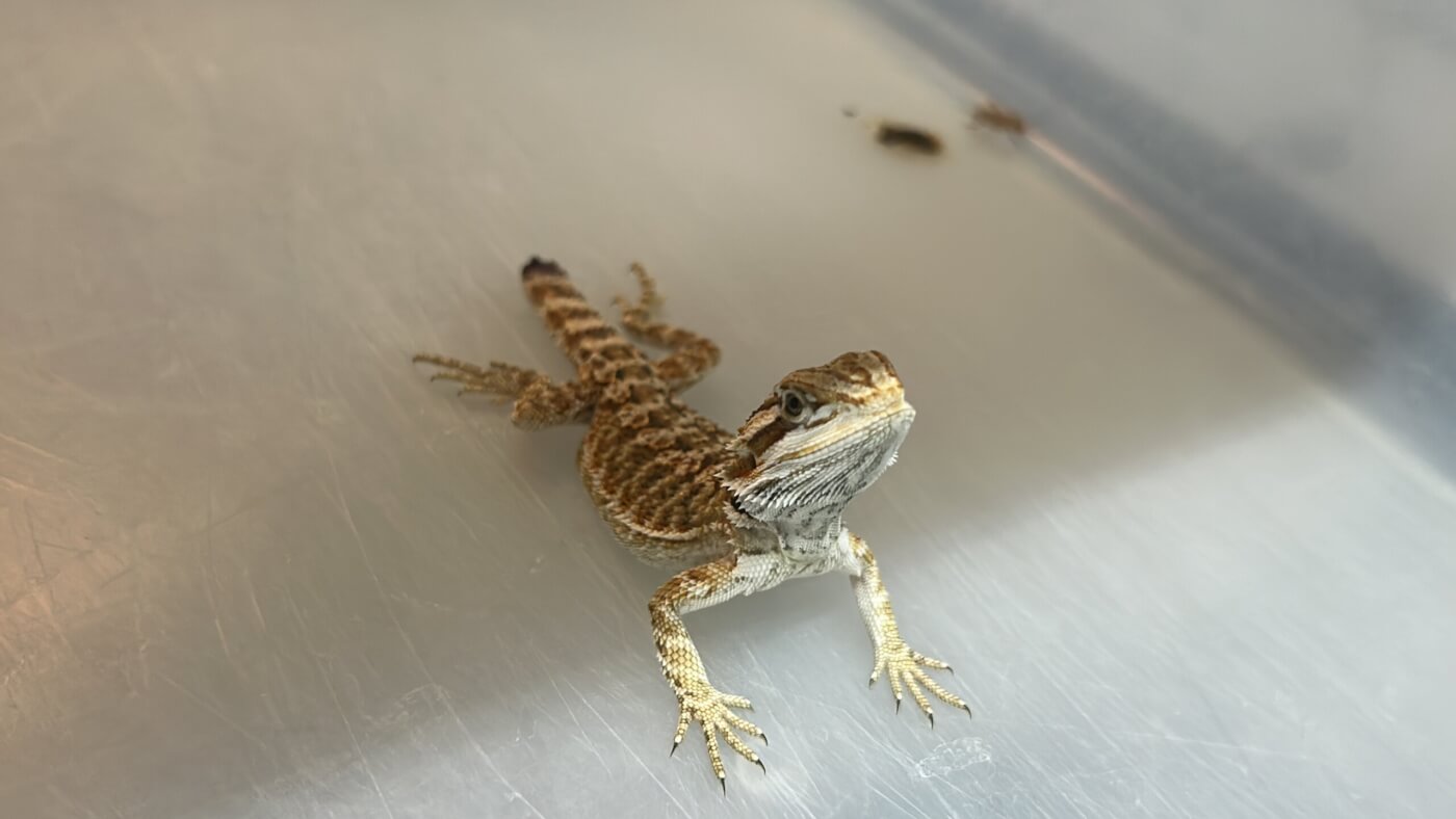 Where Does PetSmart Get Some Bearded Dragons? | PETA