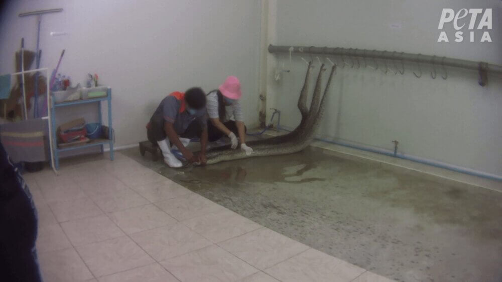 Pythons, Crocodiles Skinned for Fashion | PETA