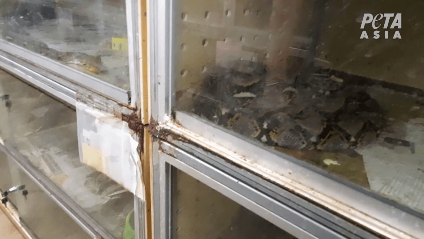 Pythons, Crocodiles Skinned for Fashion | PETA