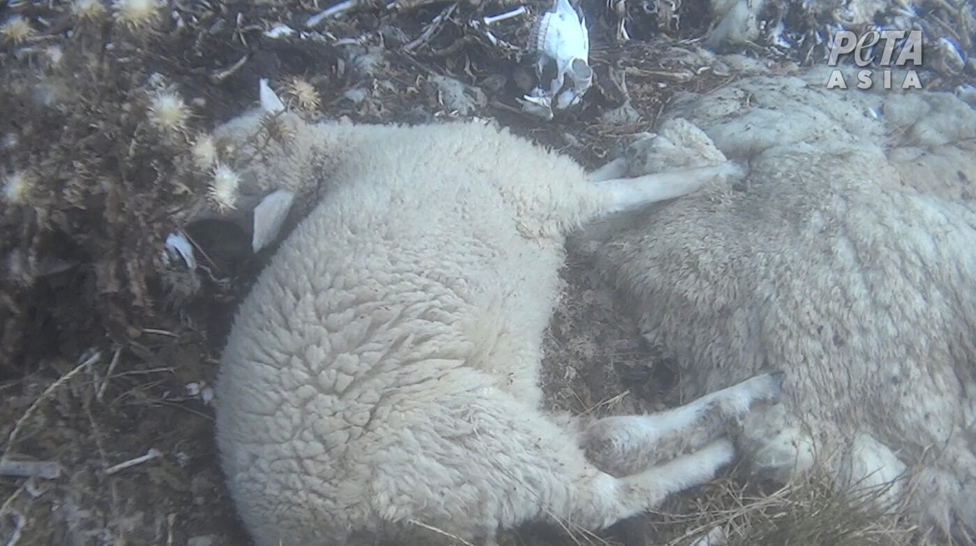 World First! New Zealand 'Ethical' Wool Debunked | PETA