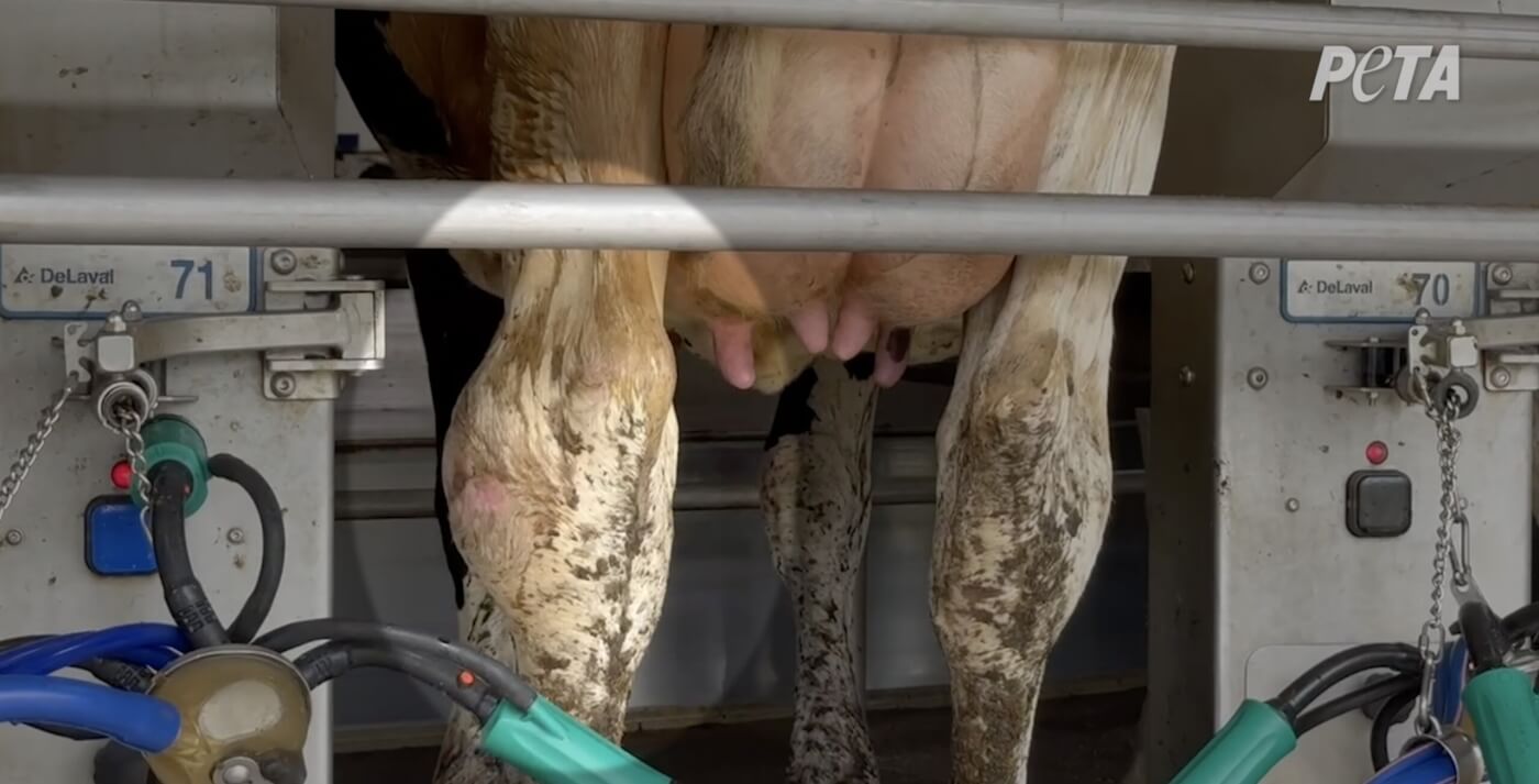 Green-Washing Scheme at Oakridge Dairy LLC