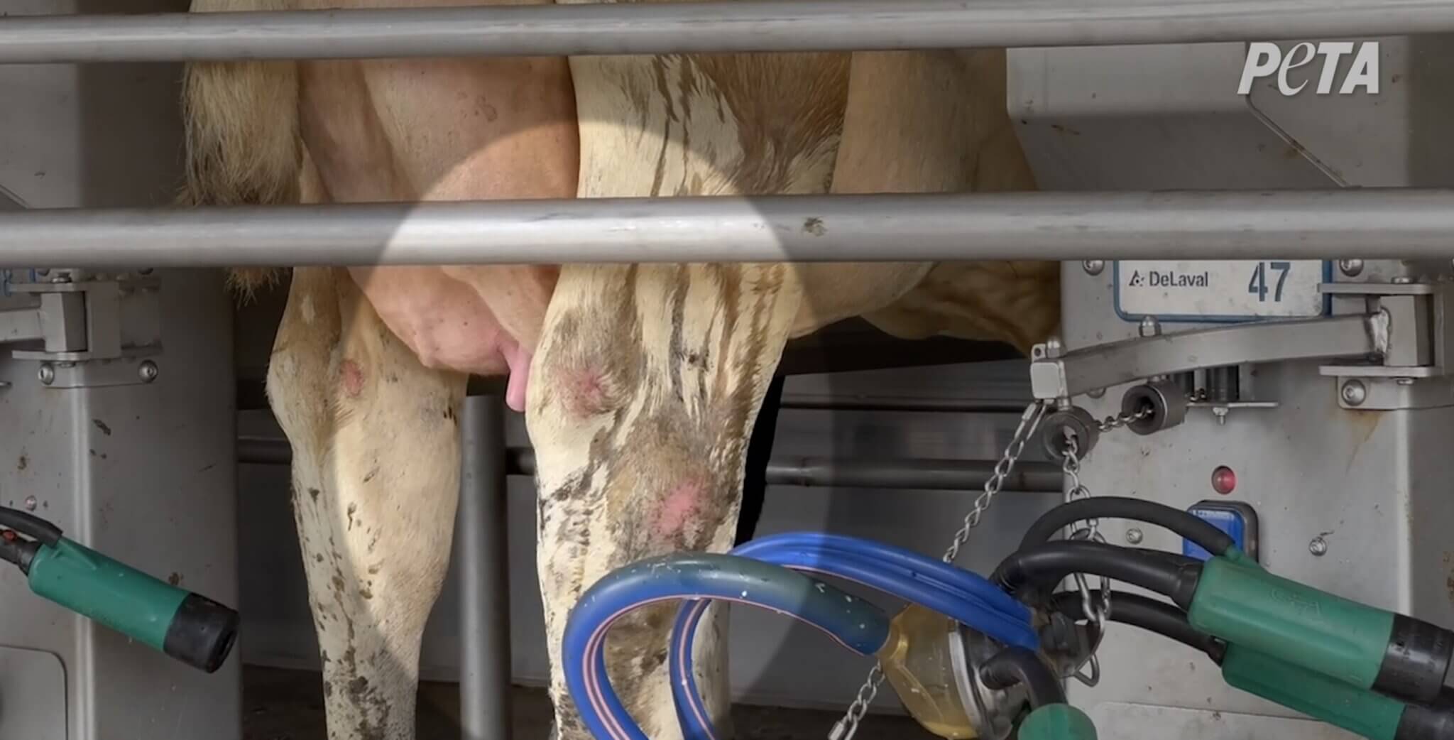 Green-Washing Scheme at Oakridge Dairy LLC