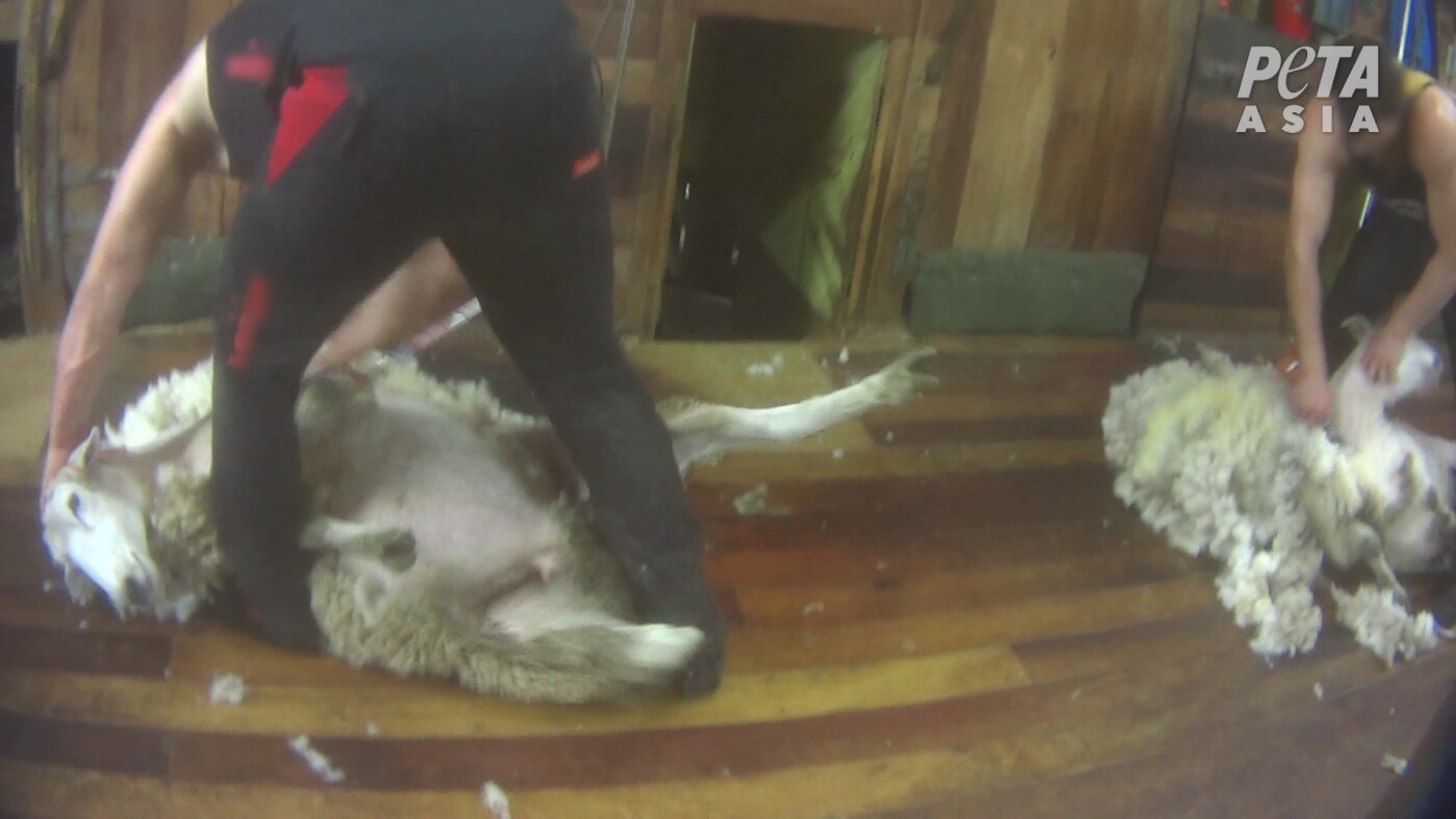 The New Zealand Wool Industry: No Sheep Is Safe | PETA