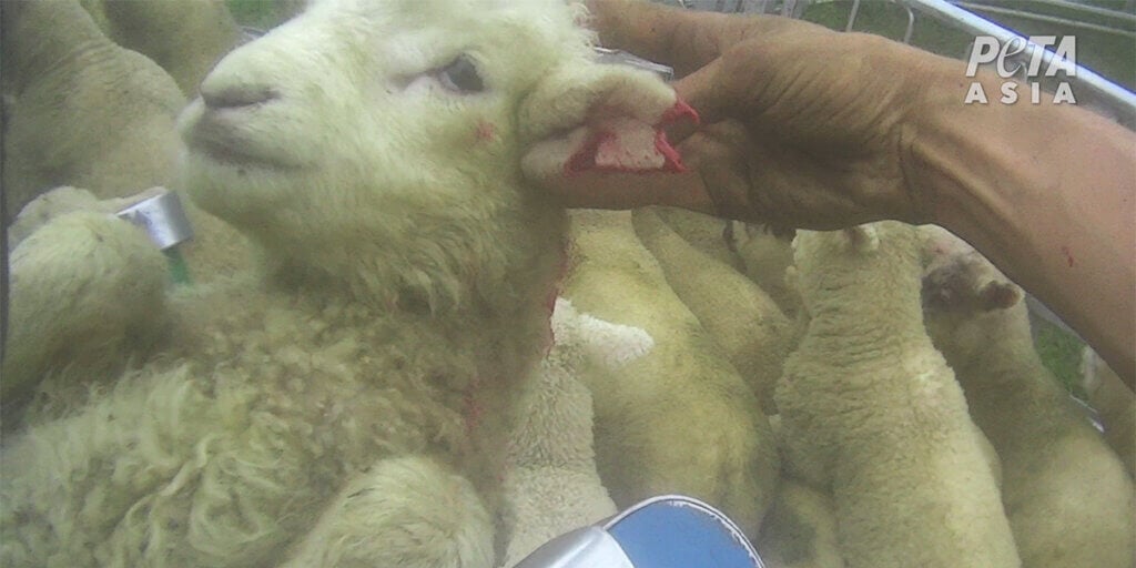 The New Zealand Wool Industry: No Sheep Is Safe | PETA