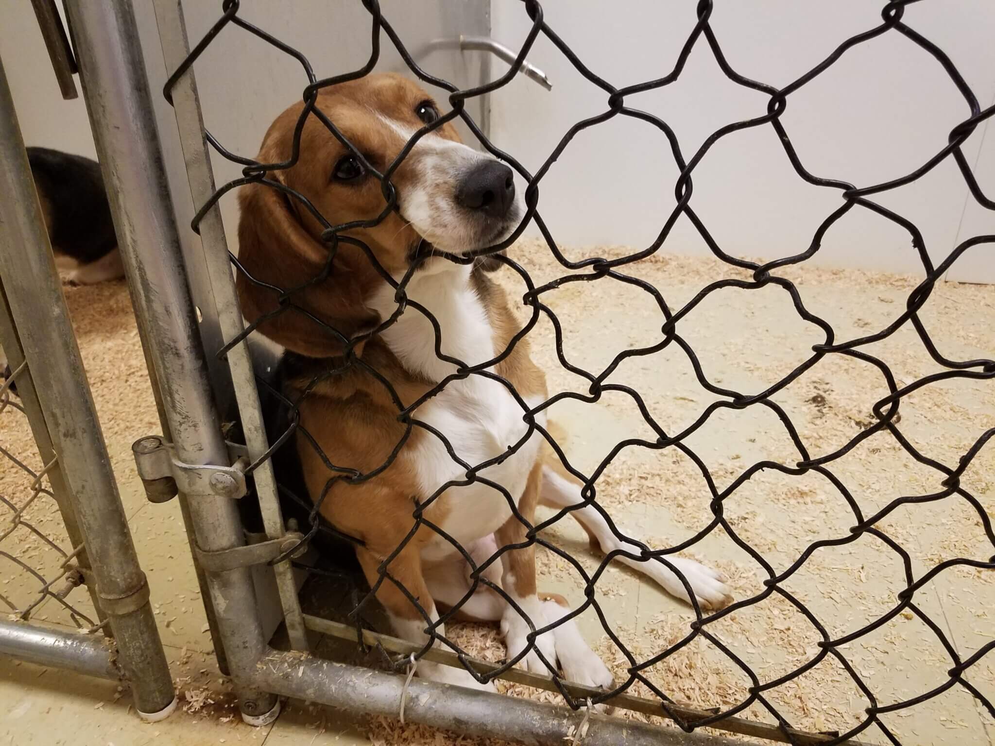 Dogs Mutilated and Cats Confined at High Quality Research | PETA