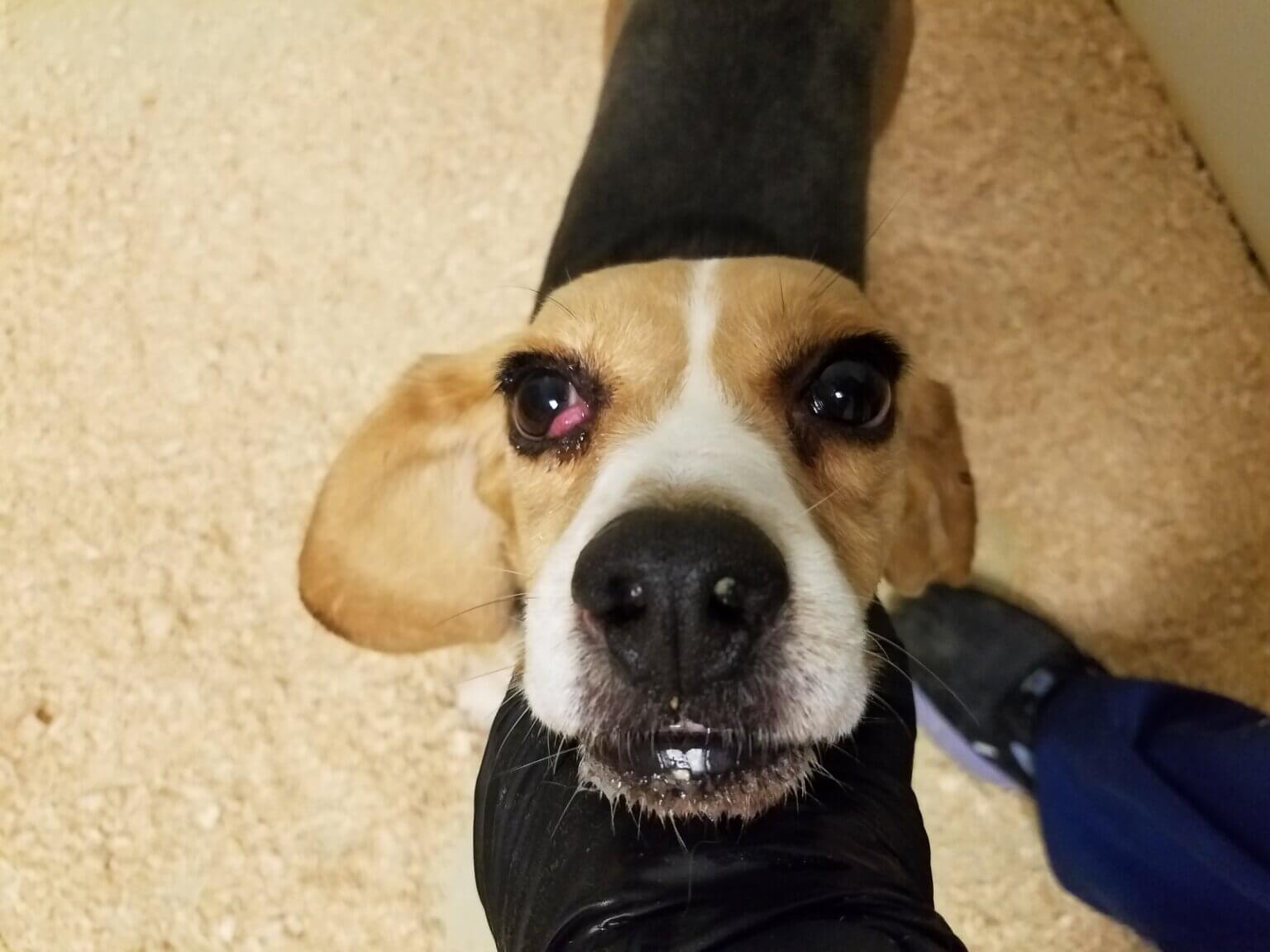 Dogs Mutilated and Cats Confined at High Quality Research | PETA