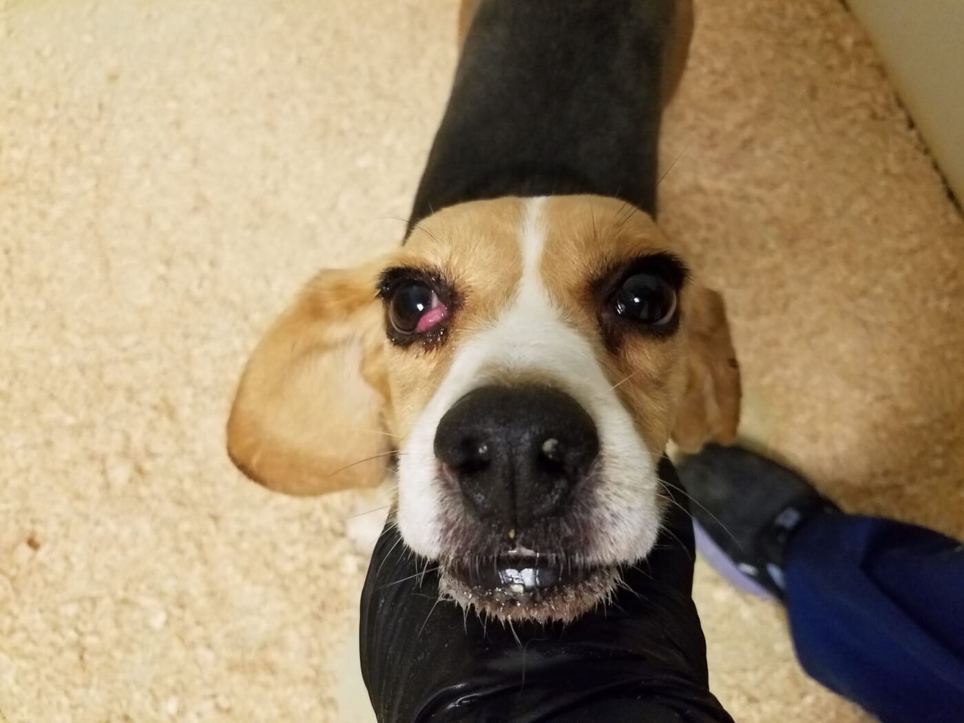 Dogs Mutilated and Cats Confined at High Quality Research | PETA