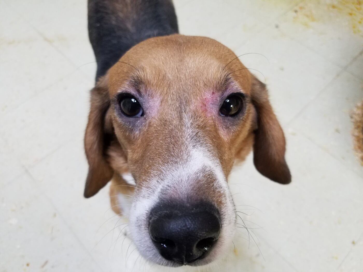 Dogs Mutilated and Cats Confined at High Quality Research | PETA