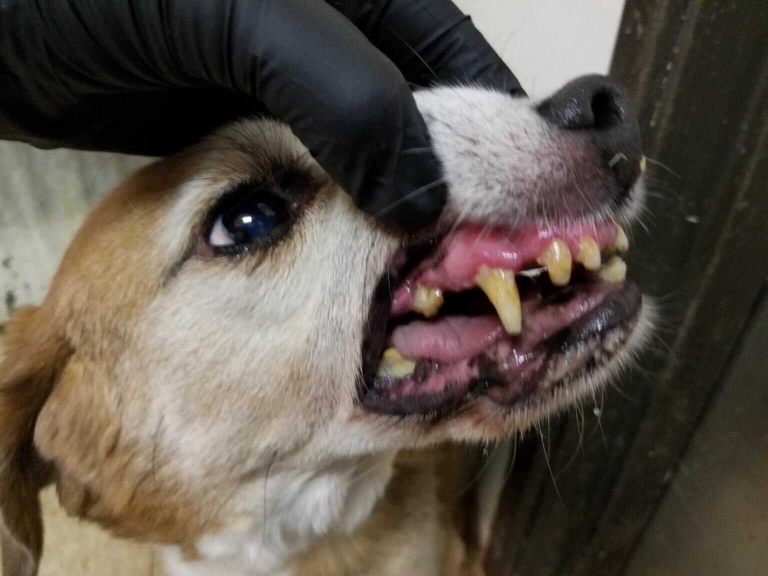 Dogs Mutilated and Cats Confined at High Quality Research | PETA