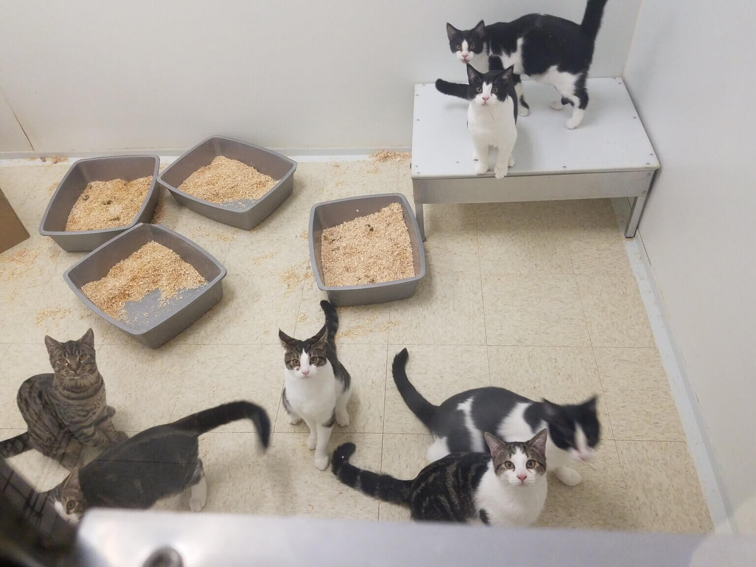 Dogs Mutilated and Cats Confined at High Quality Research | PETA