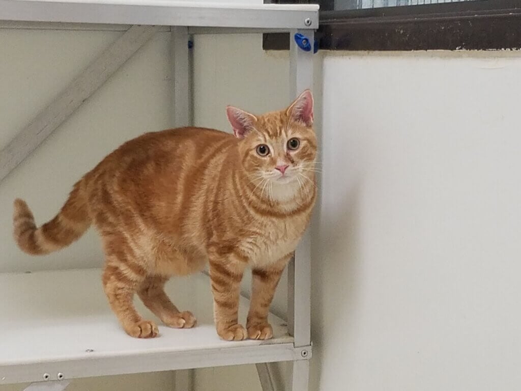 Dogs Mutilated and Cats Confined at High Quality Research | PETA