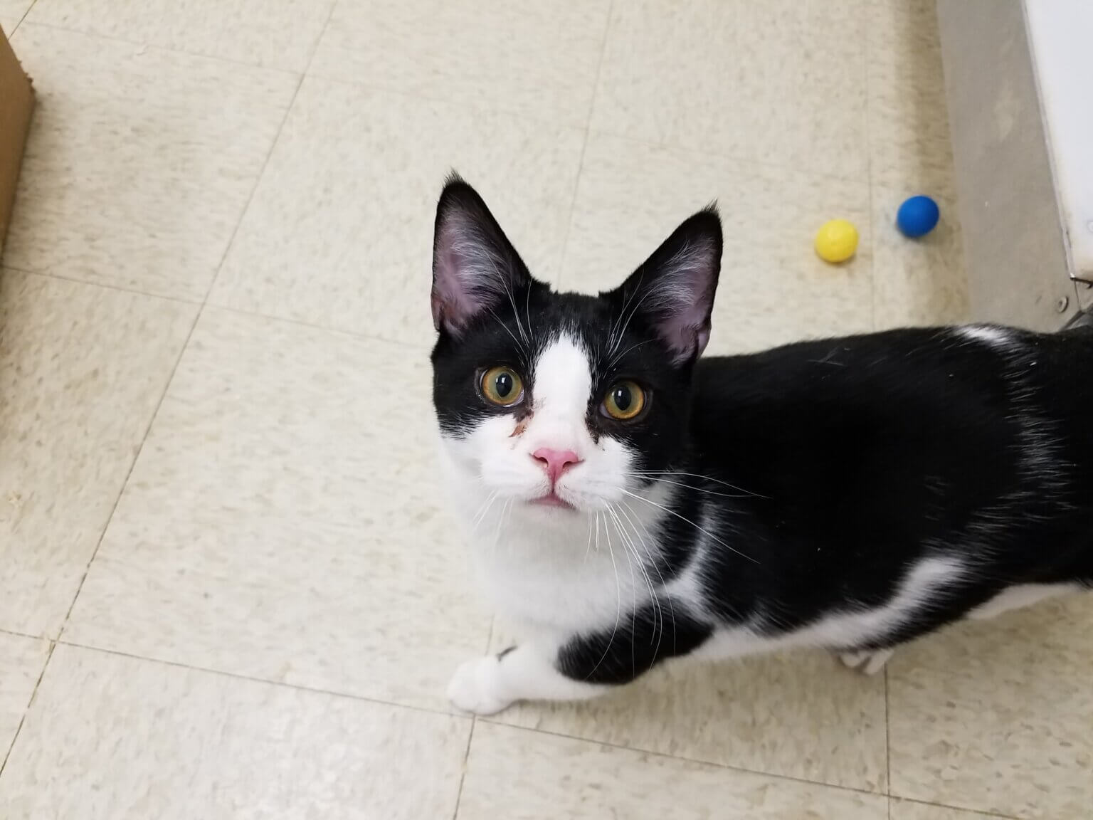 Dogs Mutilated and Cats Confined at High Quality Research | PETA