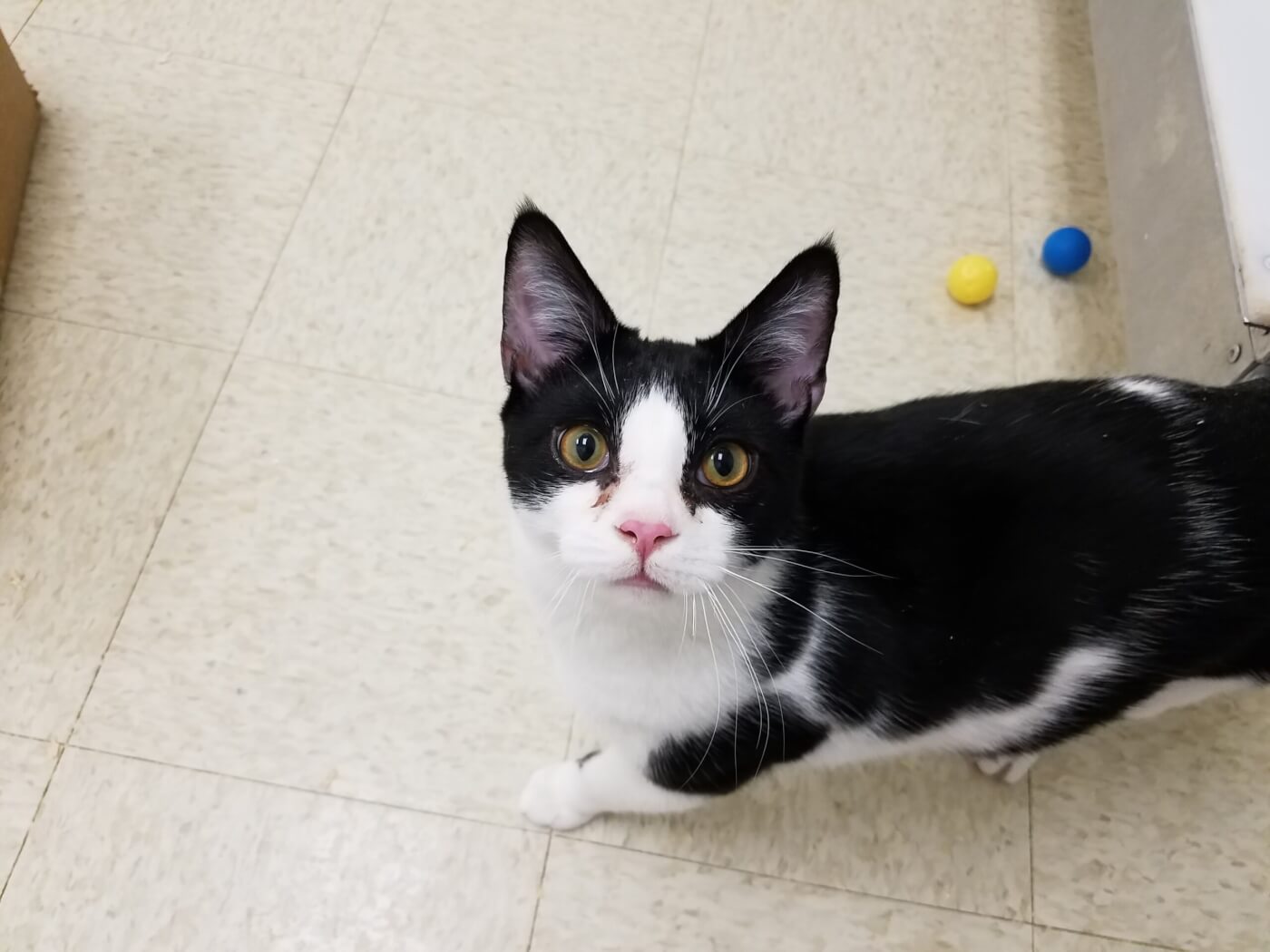 Dogs Mutilated and Cats Confined at High Quality Research | PETA