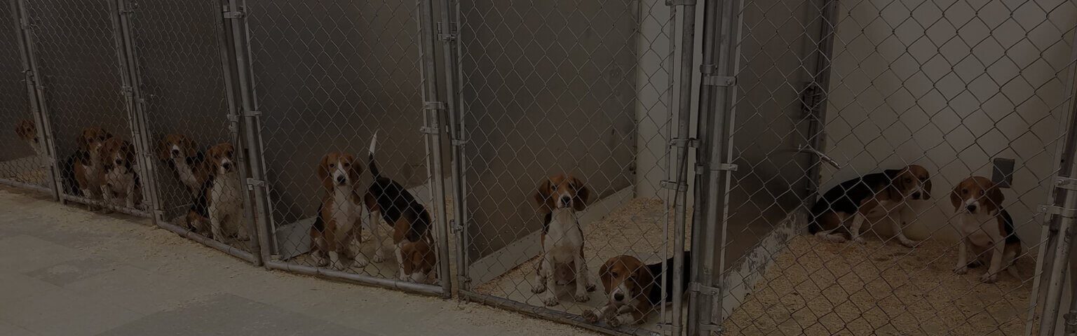 Dogs Mutilated and Cats Confined at High Quality Research | PETA