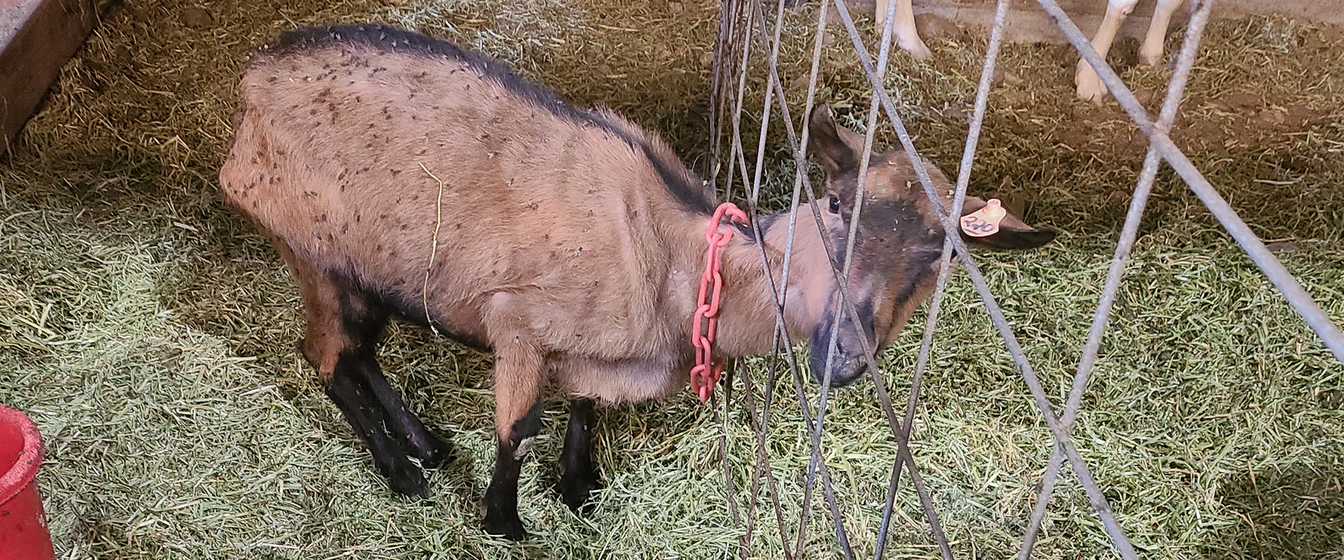 The Sick Truth About ‘Happy’ Goat Cheese | PETA