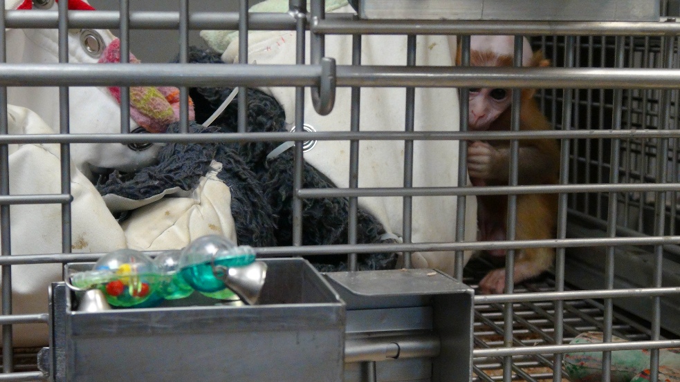 NIH Child Abuse: Experiments on Baby Monkeys Exposed