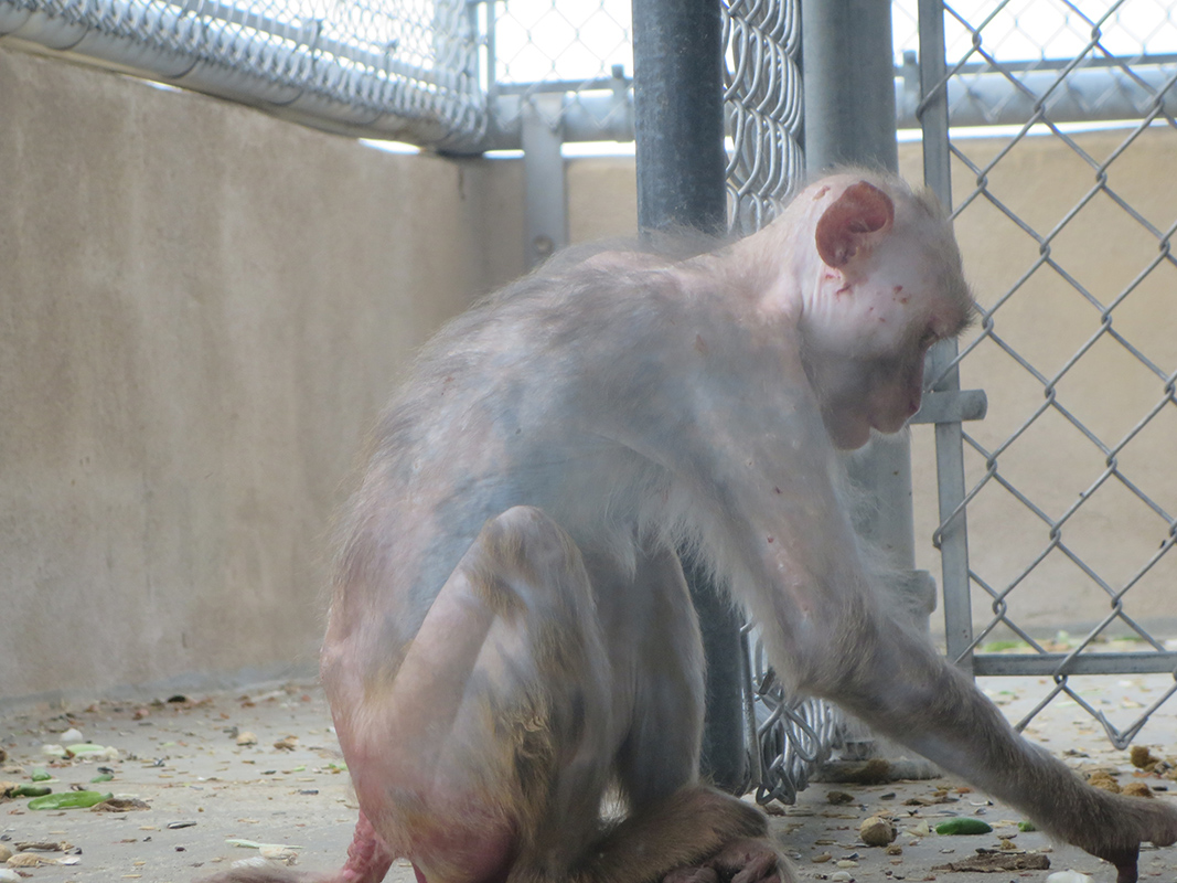 Monkeys Endure Pain, Fear and Death at Primate Products