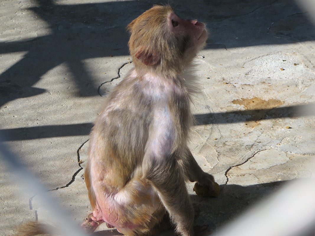 Monkeys Endure Pain, Fear and Death at Primate Products